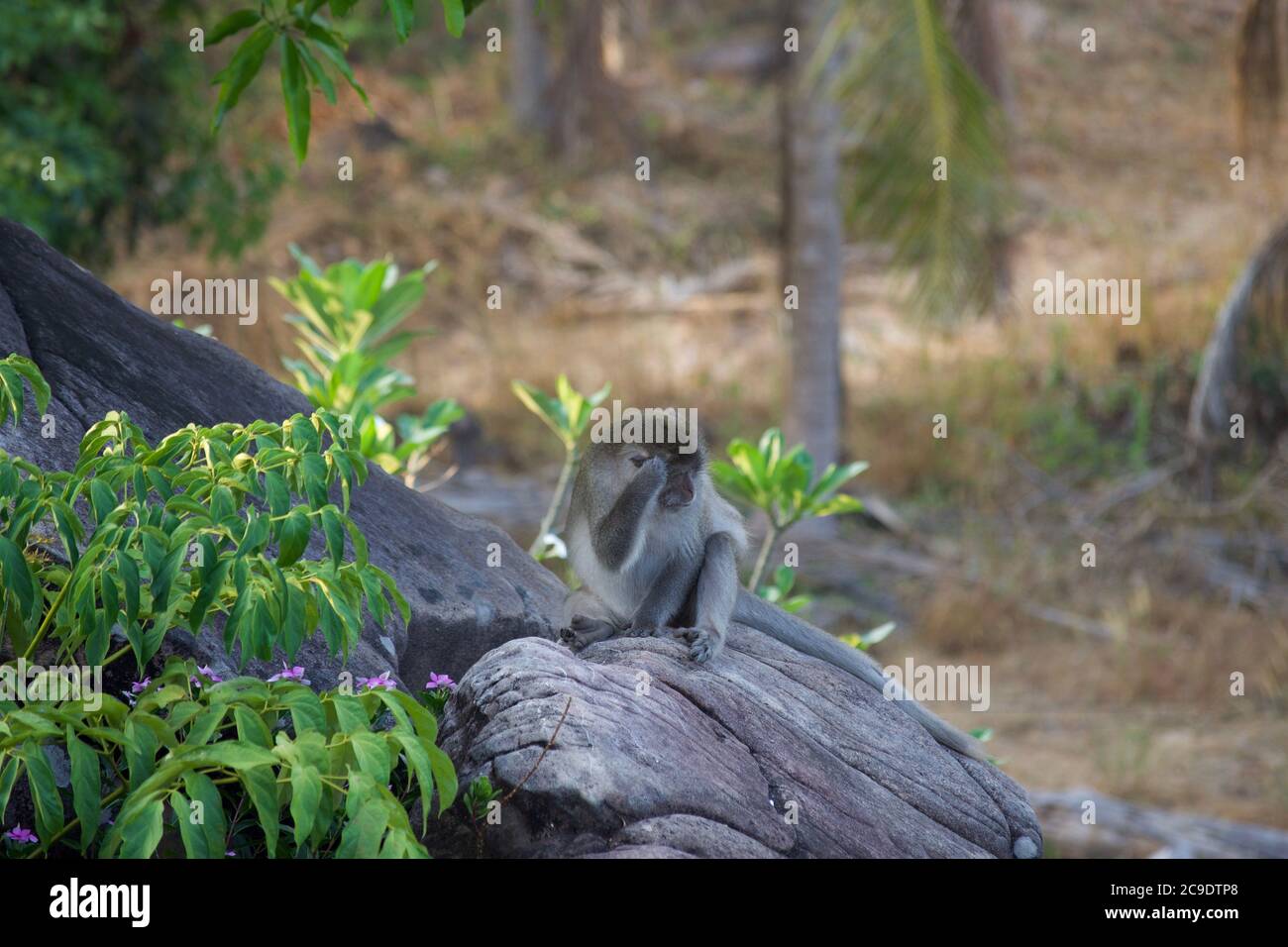 Monkey Scratching Head High Resolution Stock Photography and Images - Alamy