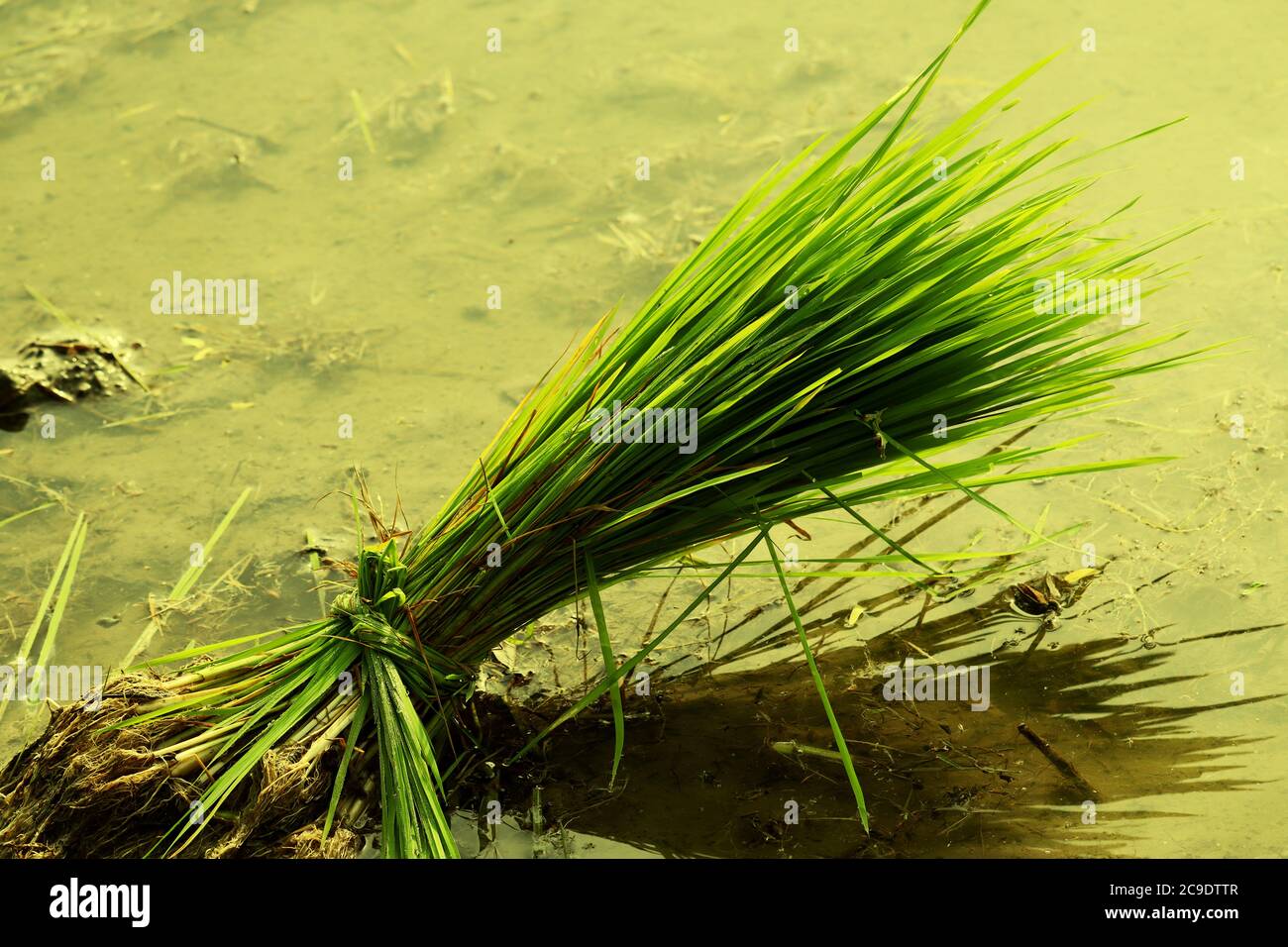 Image was taken in crops of agriculture fields Stock Photo - Alamy