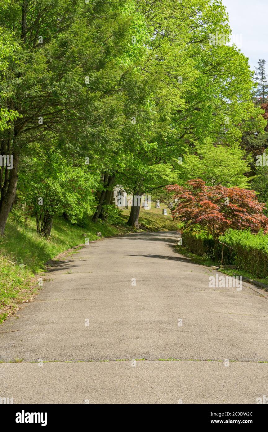 Concrete path lined by green trees and bushes at Sleepy Hollow Cemetary ...