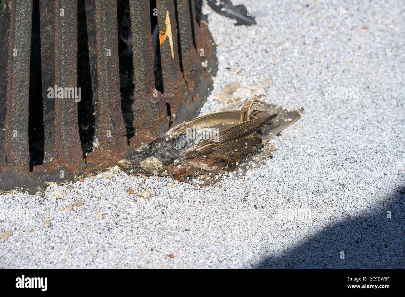 Close-up of decomposing body of a small dead bird lying on gravel Stock ...