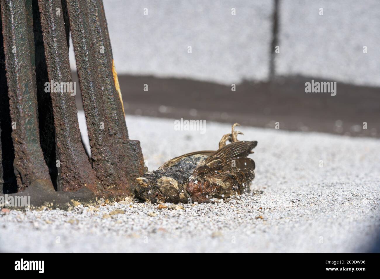 Close-up of decomposing body of a small dead bird lying on gravel Stock ...