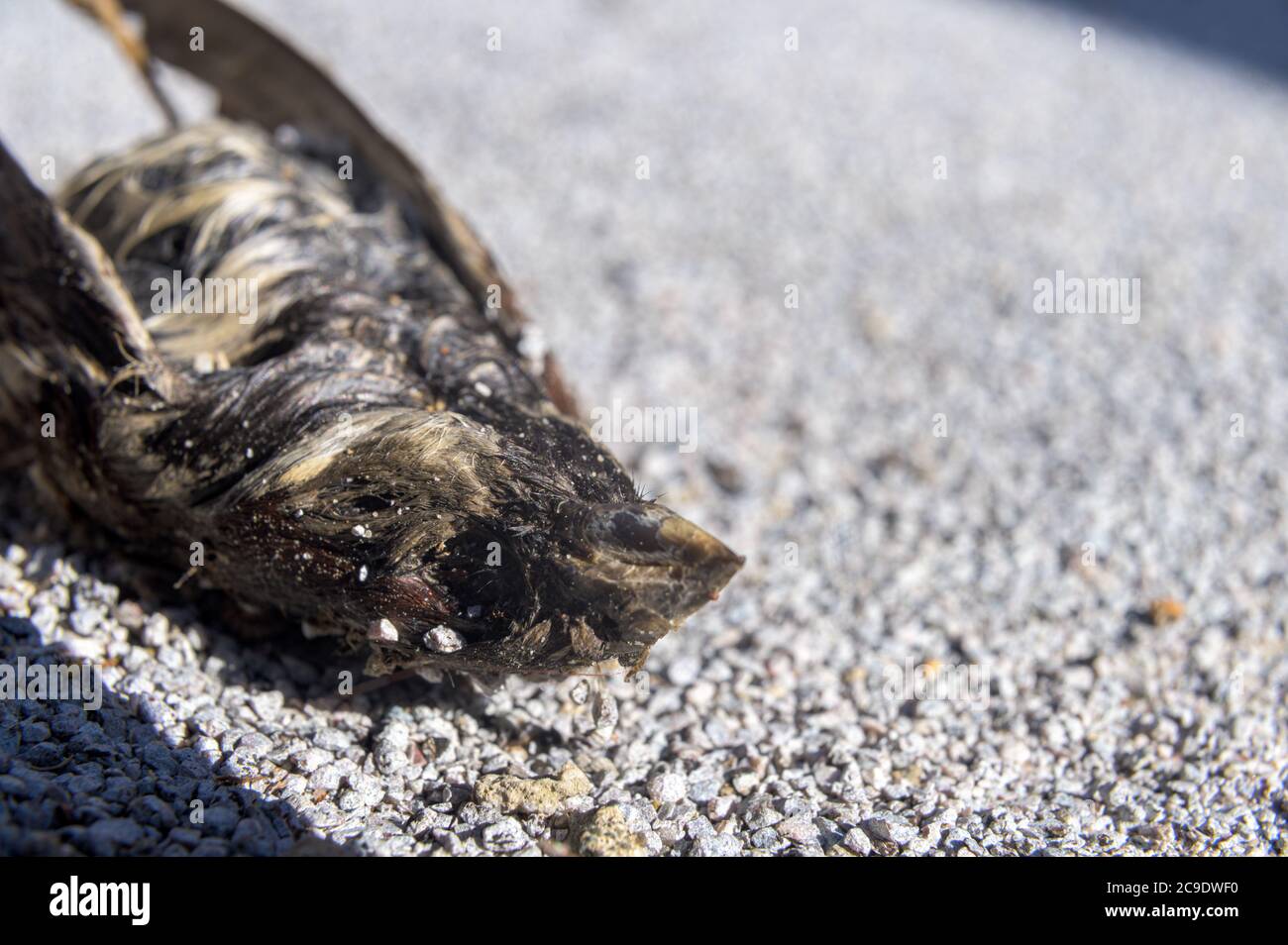 Close-up of decomposing body of a small dead bird lying on gravel Stock ...