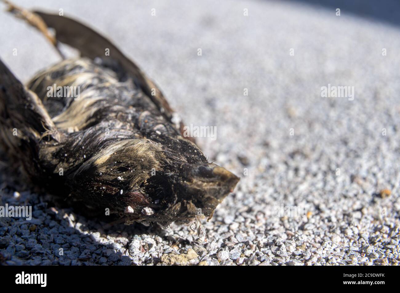Decomposing Animal High Resolution Stock Photography and Images - Alamy