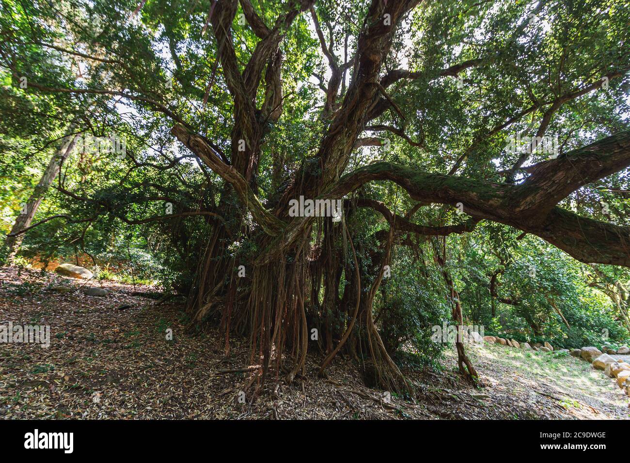 An isolated tree in the forest, sintra, portugal Stock Photo - Alamy