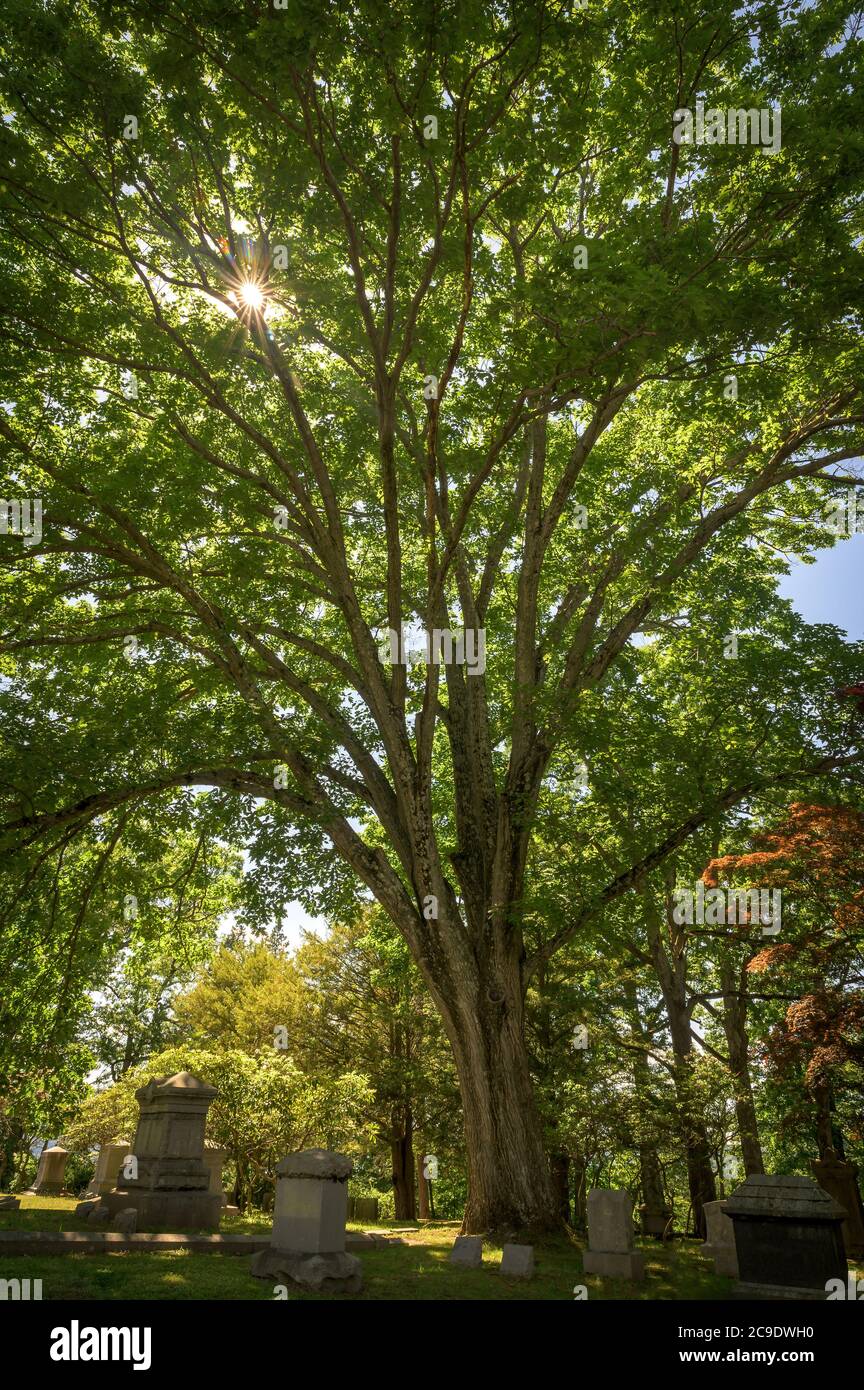 Sun shining through the leaves of a large tree towering over tombstones ...