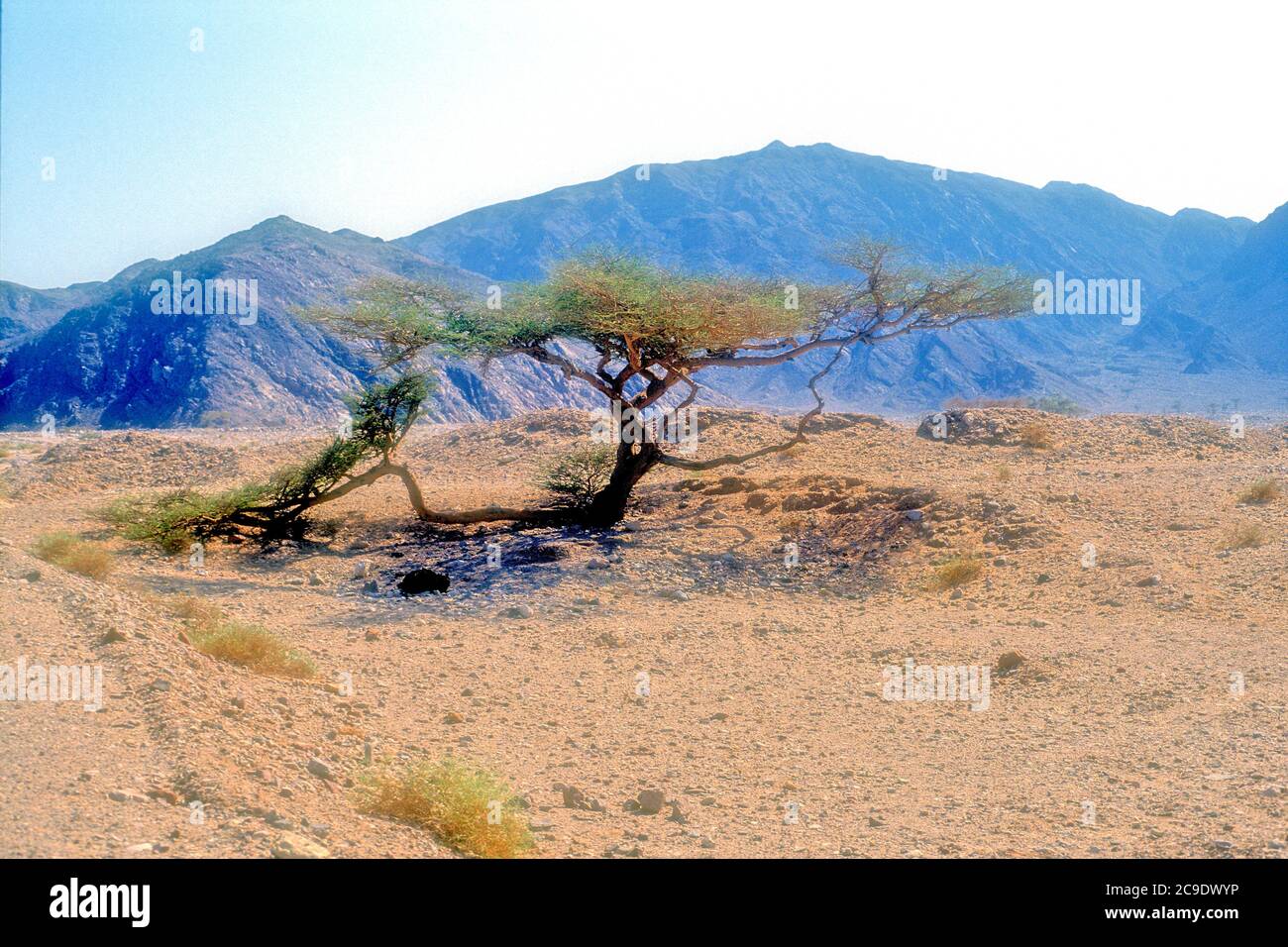 Acacia Egypt High Resolution Stock Photography and Images - Alamy