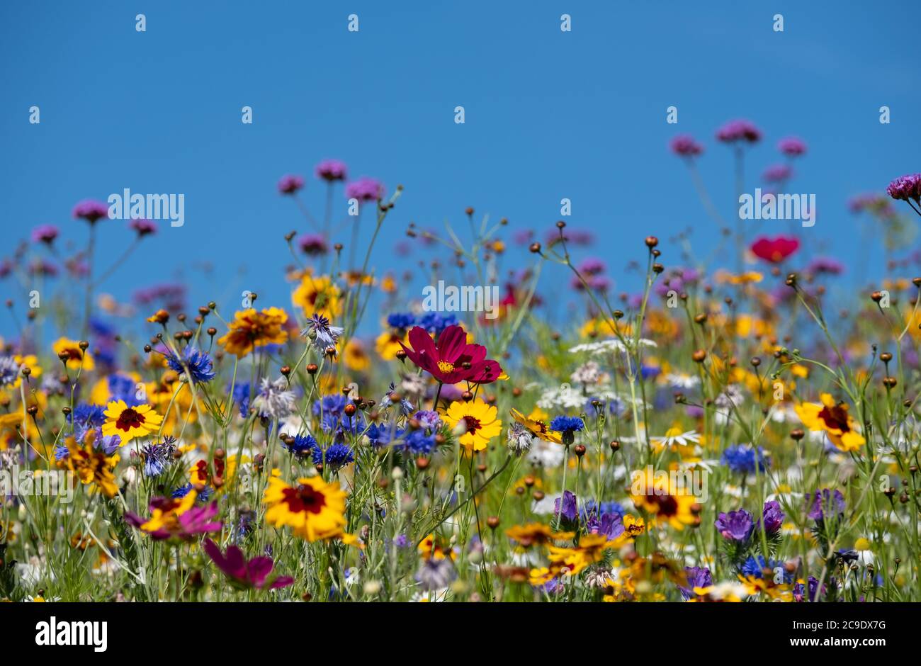 Savill building surrey hi-res stock photography and images - Alamy