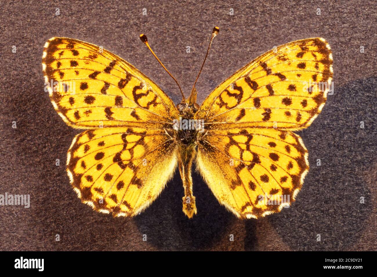 Clossiana hi-res stock photography and images - Alamy