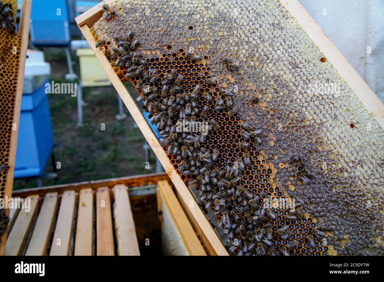 Bees crawling out hive hi-res stock photography and images - Alamy