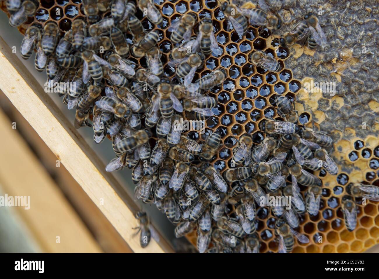 Close up of colony of bees crawling on the beehive frame with honeycomb ...