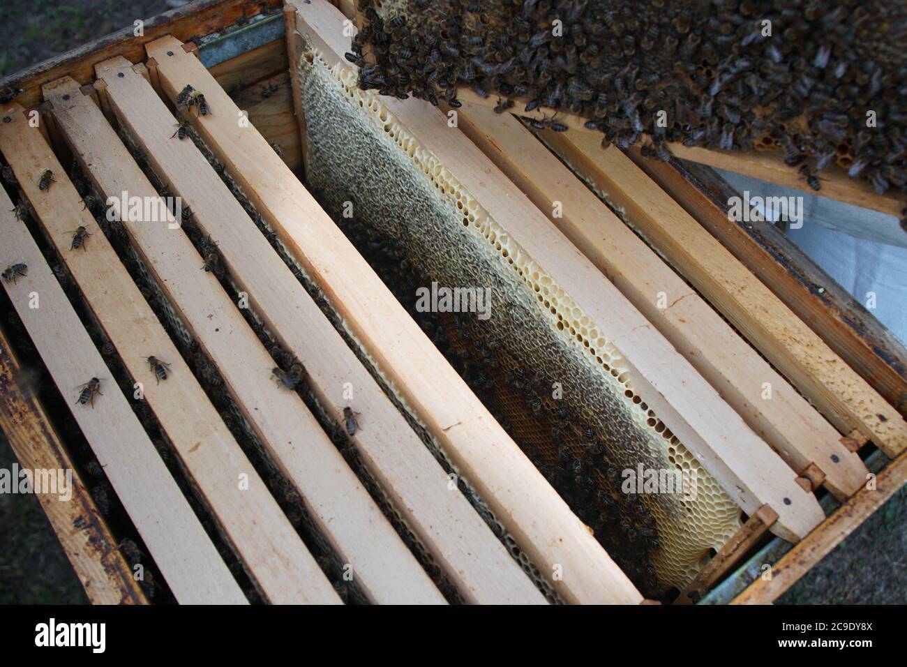 Close up of colony of bees crawling on the beehive frame with honeycomb ...