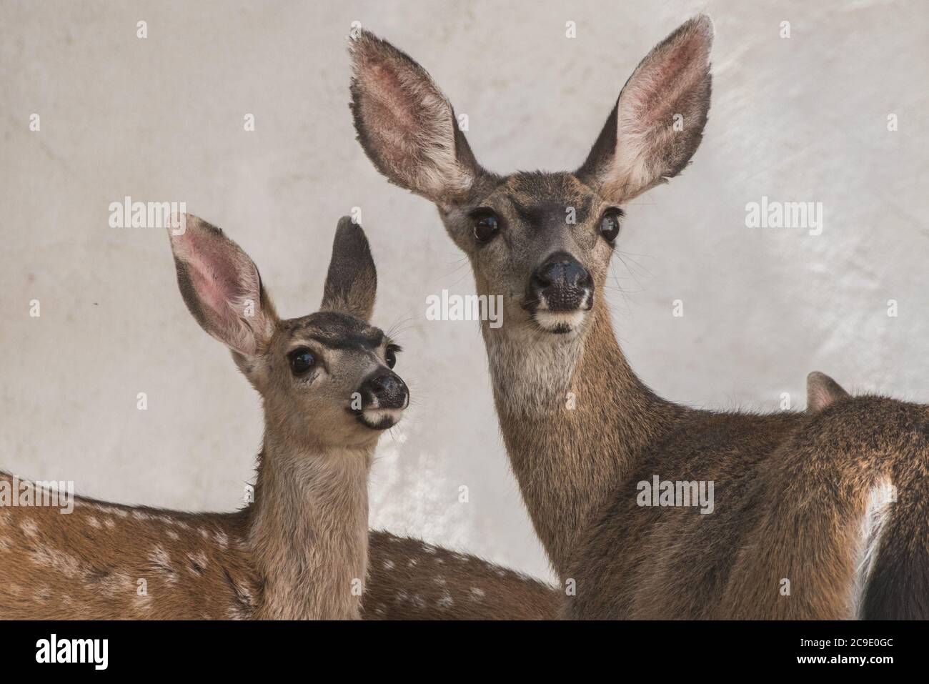 A mother mule deer and her fawn in a backyard in urban Berkeley ...