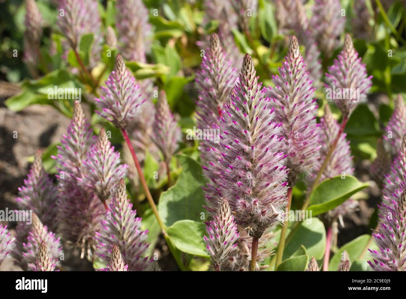 Mulla mulla hi-res stock photography and images - Alamy