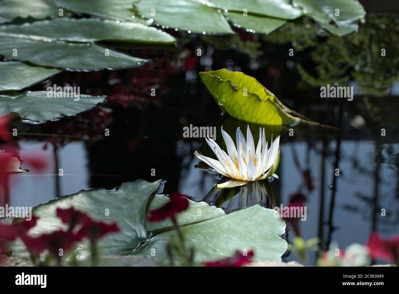 Single white water lily in a lake with lily pads Stock Photo - Alamy