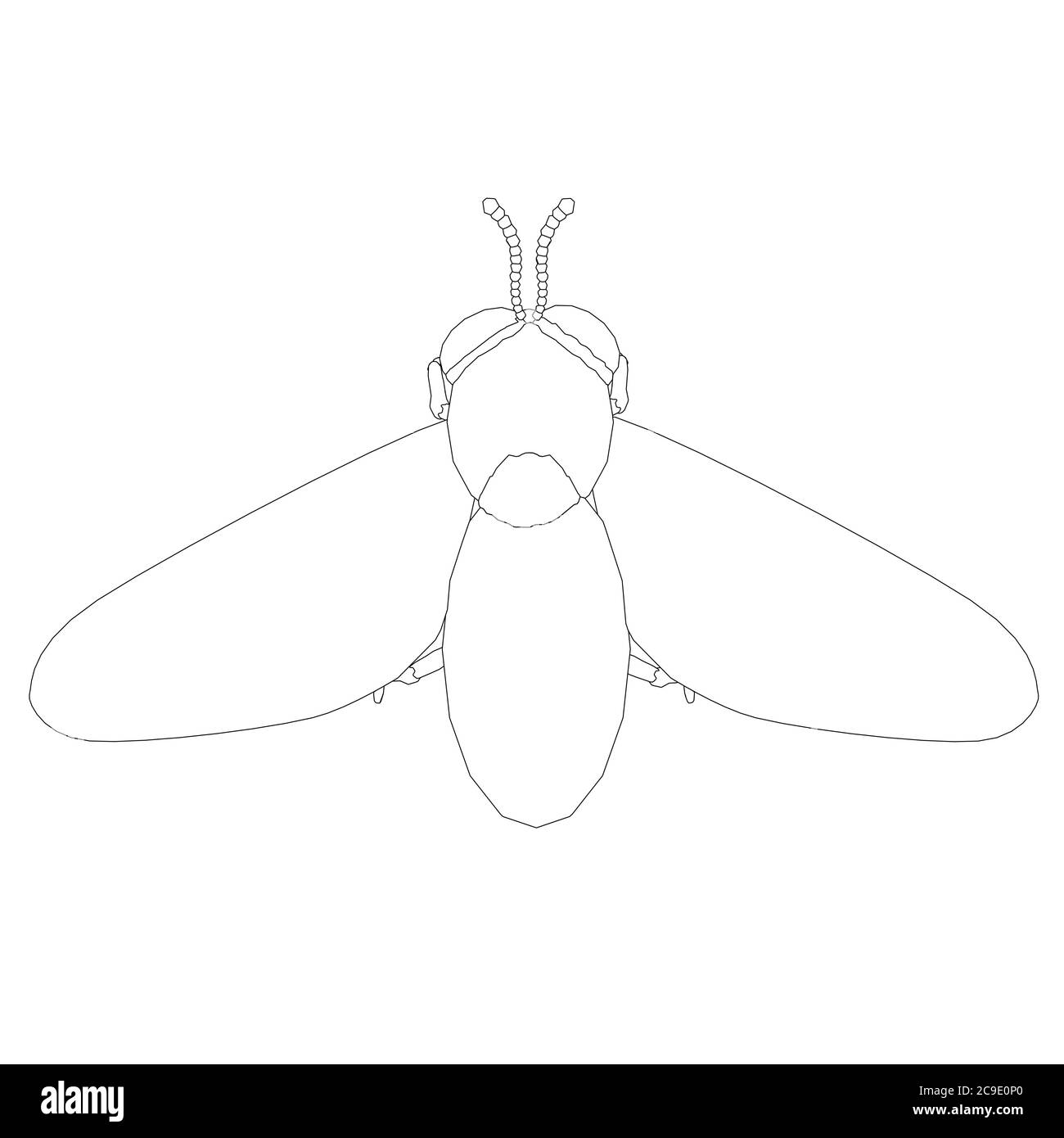 Bee outline. View from above. Bee isolated on white background. Vector ...