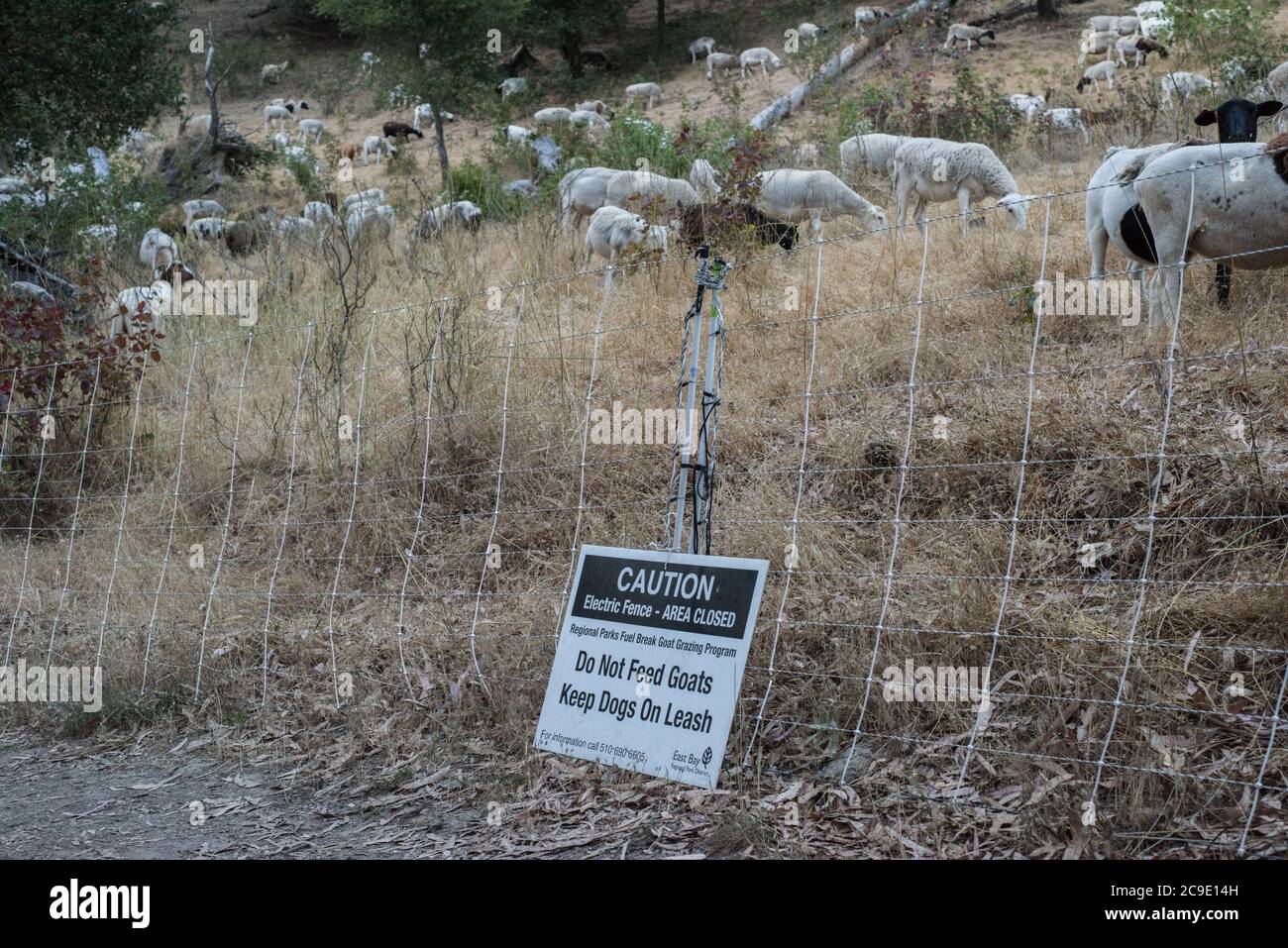 A warning sign and herd of goats clearing dry vegetation to prevent ...