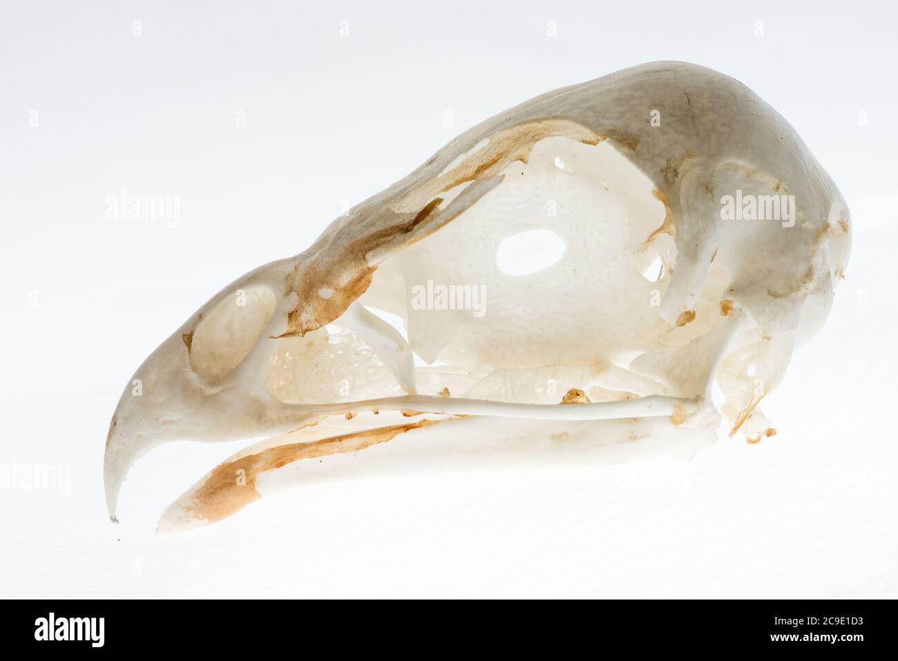 The skull of a red tailed hawk (Buteo jamaicensis) a common bird of ...