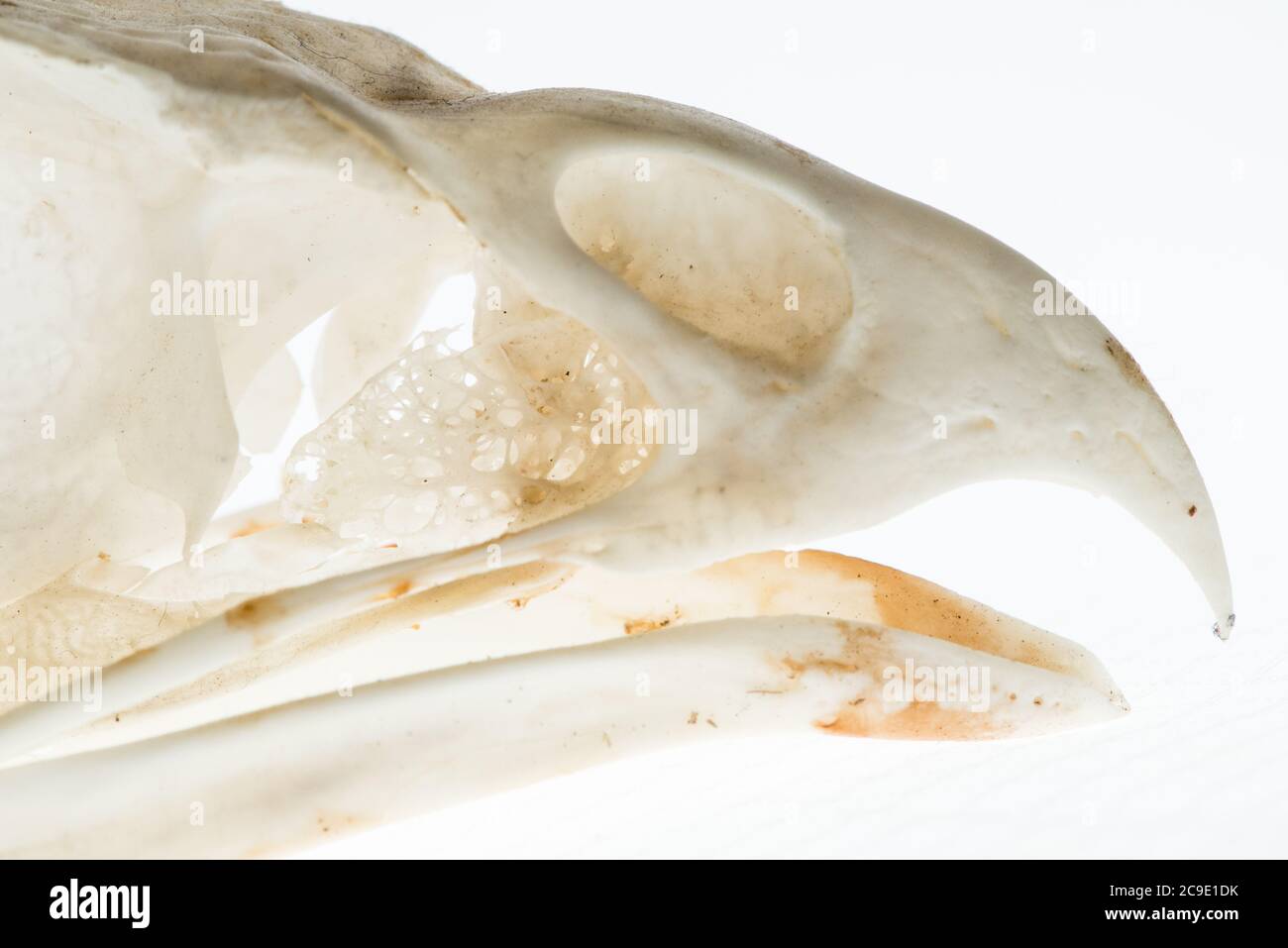 Turbinates hi-res stock photography and images - Alamy