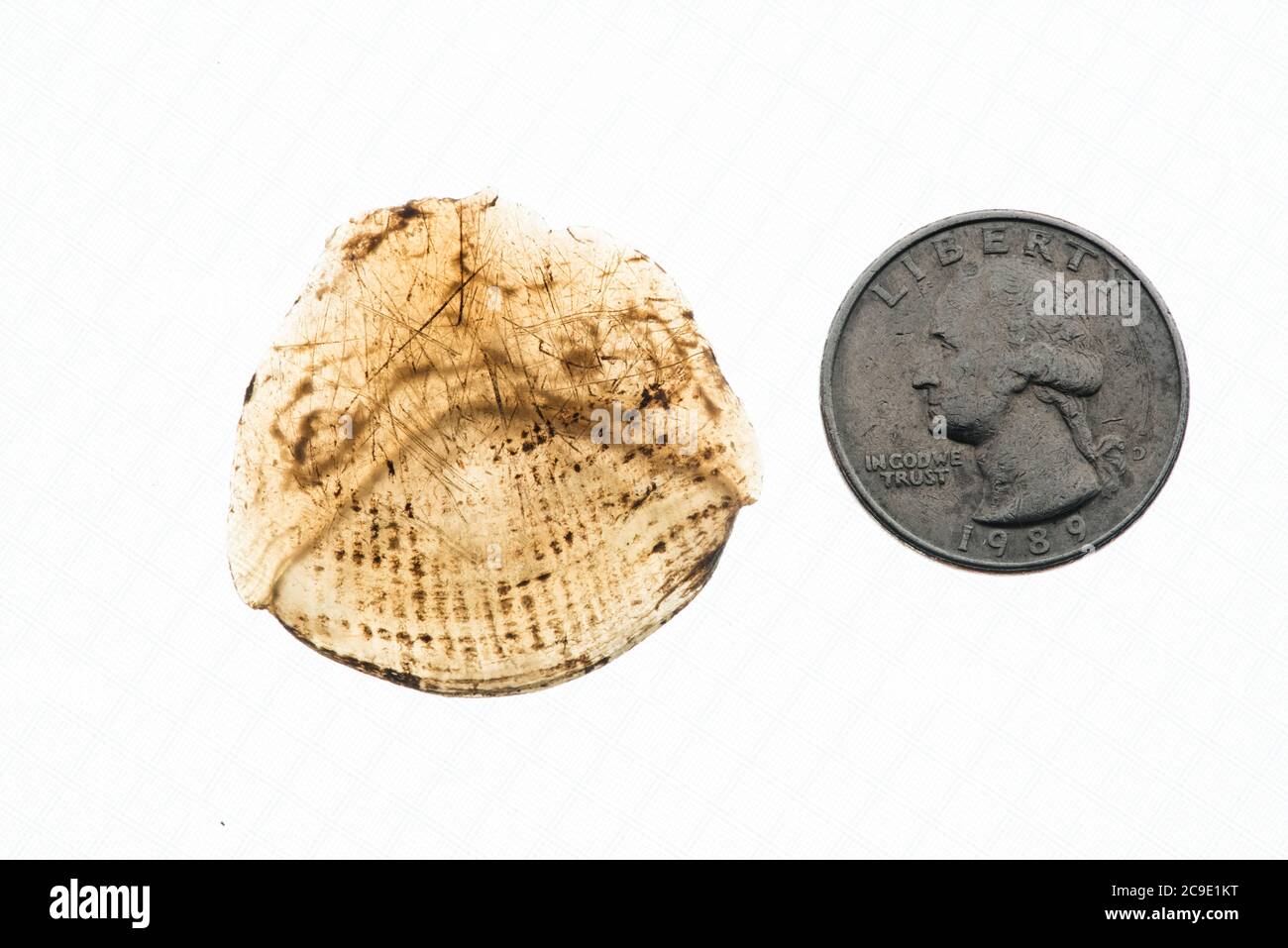 Pangolin scale next to coin Cut Out Stock Images & Pictures - Alamy