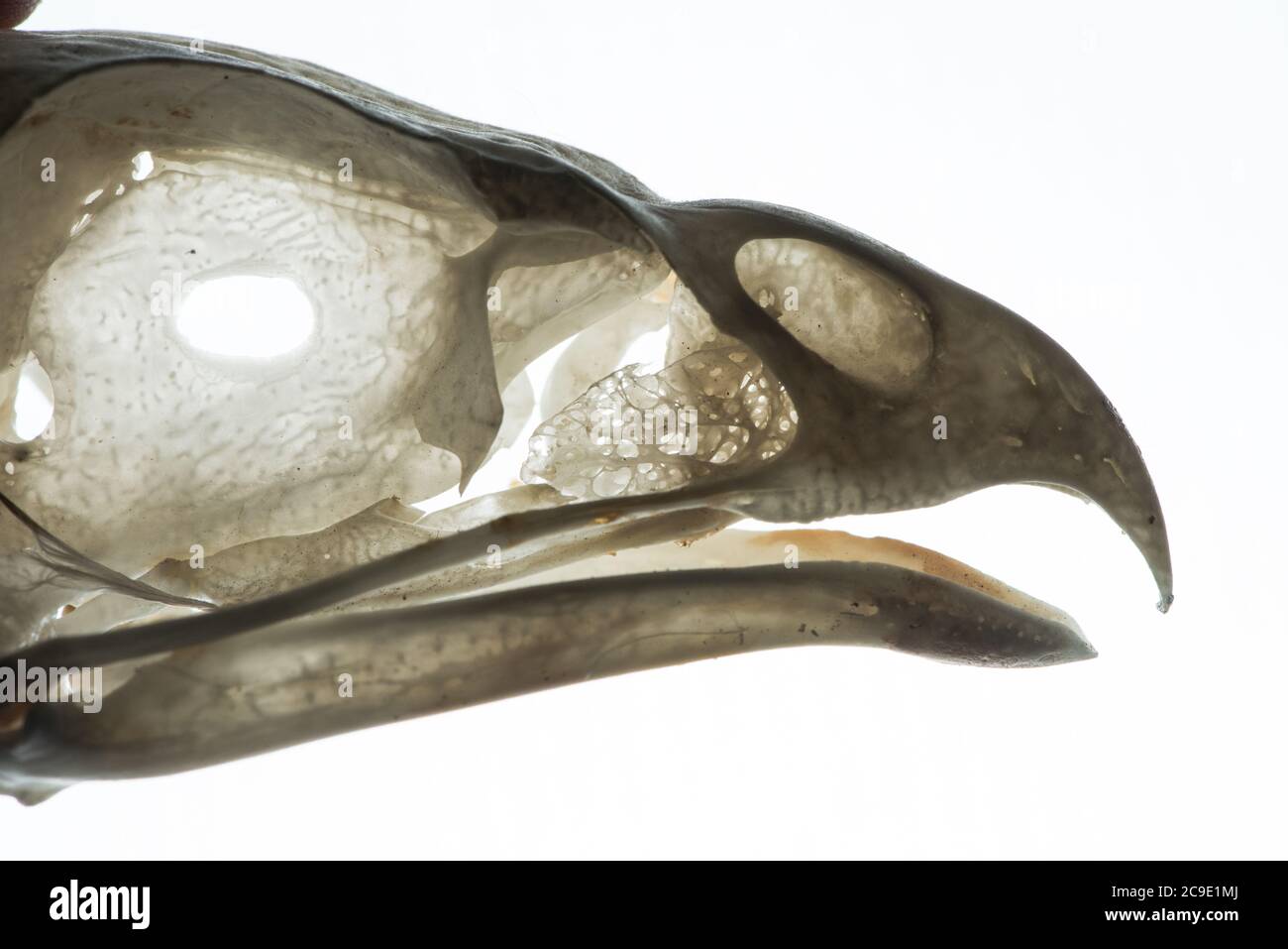 The skull of a red tailed hawk (Buteo jamaicensis) a common bird of ...