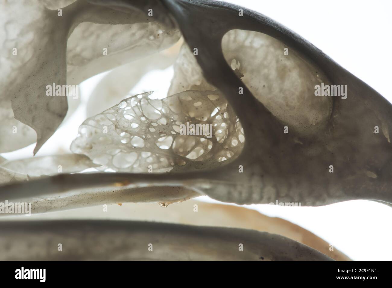 Nasal conchae animal hi-res stock photography and images - Alamy