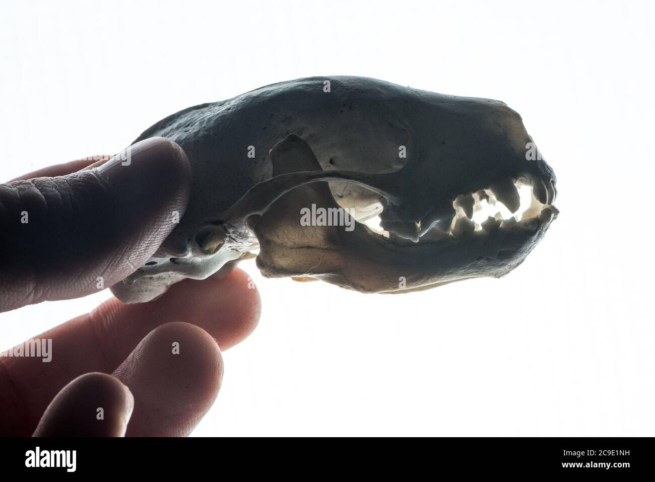 Mephitis Mephitis Skull