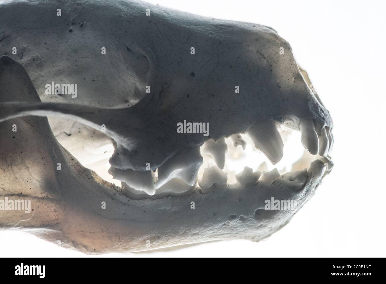 Mephitis Mephitis Skull