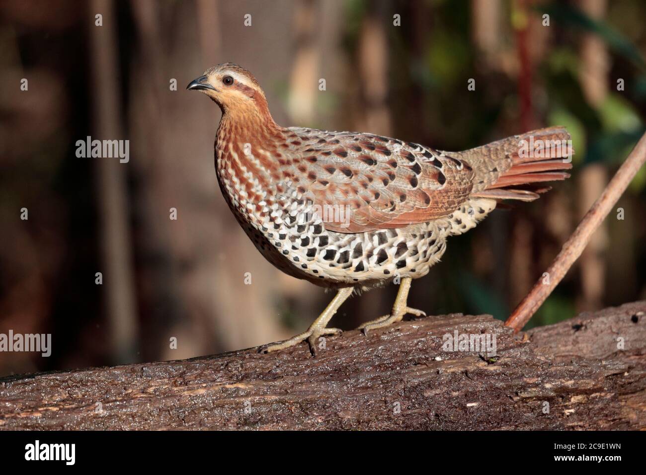 Major general partridge hi-res stock photography and images - Alamy