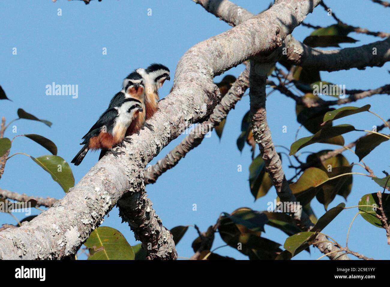 Falconets of asia hi-res stock photography and images - Alamy