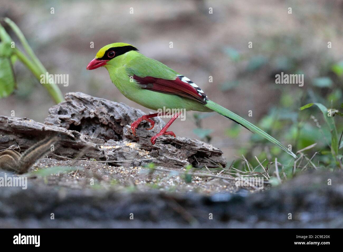 Common Green Magpie (Cissa chinensis), side view, "Hornbill Valley ...