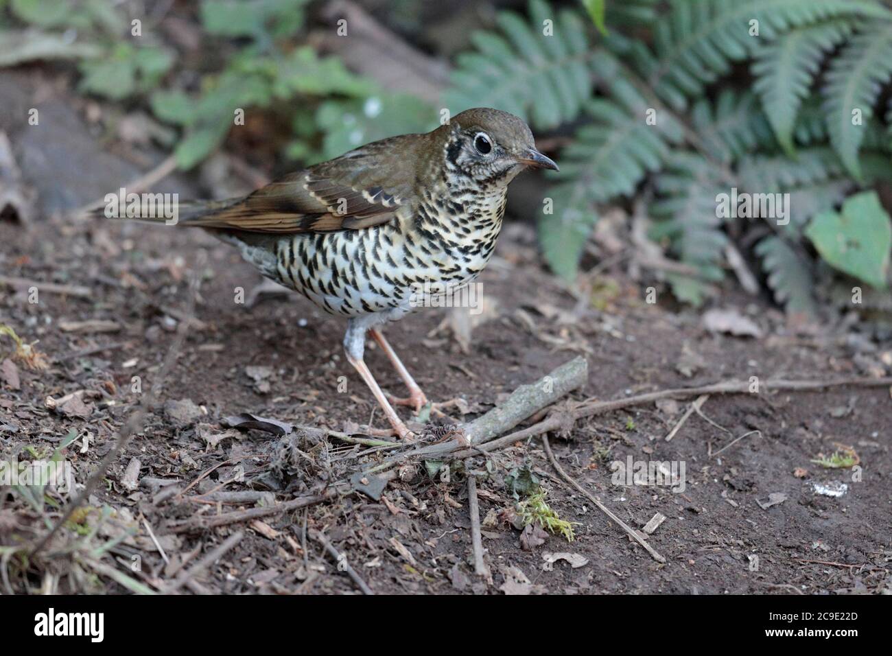 Long-tailed thrush (Zoothera dixoni) front view, wild, but attracted to ...