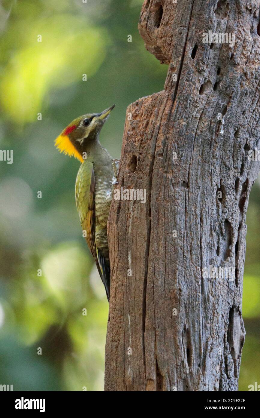 Picus Chlorolophus High Resolution Stock Photography and Images - Alamy