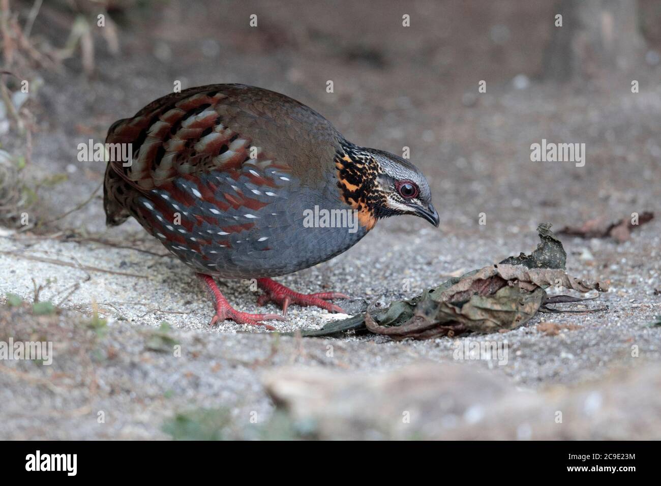 Rufous-necked Partridge (Arborophila rufogularis), wild, but attracted ...