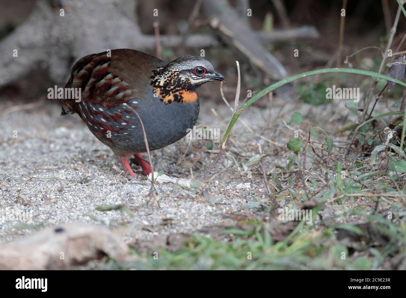 Rufous-necked Partridge (Arborophila rufogularis), wild, but attracted ...