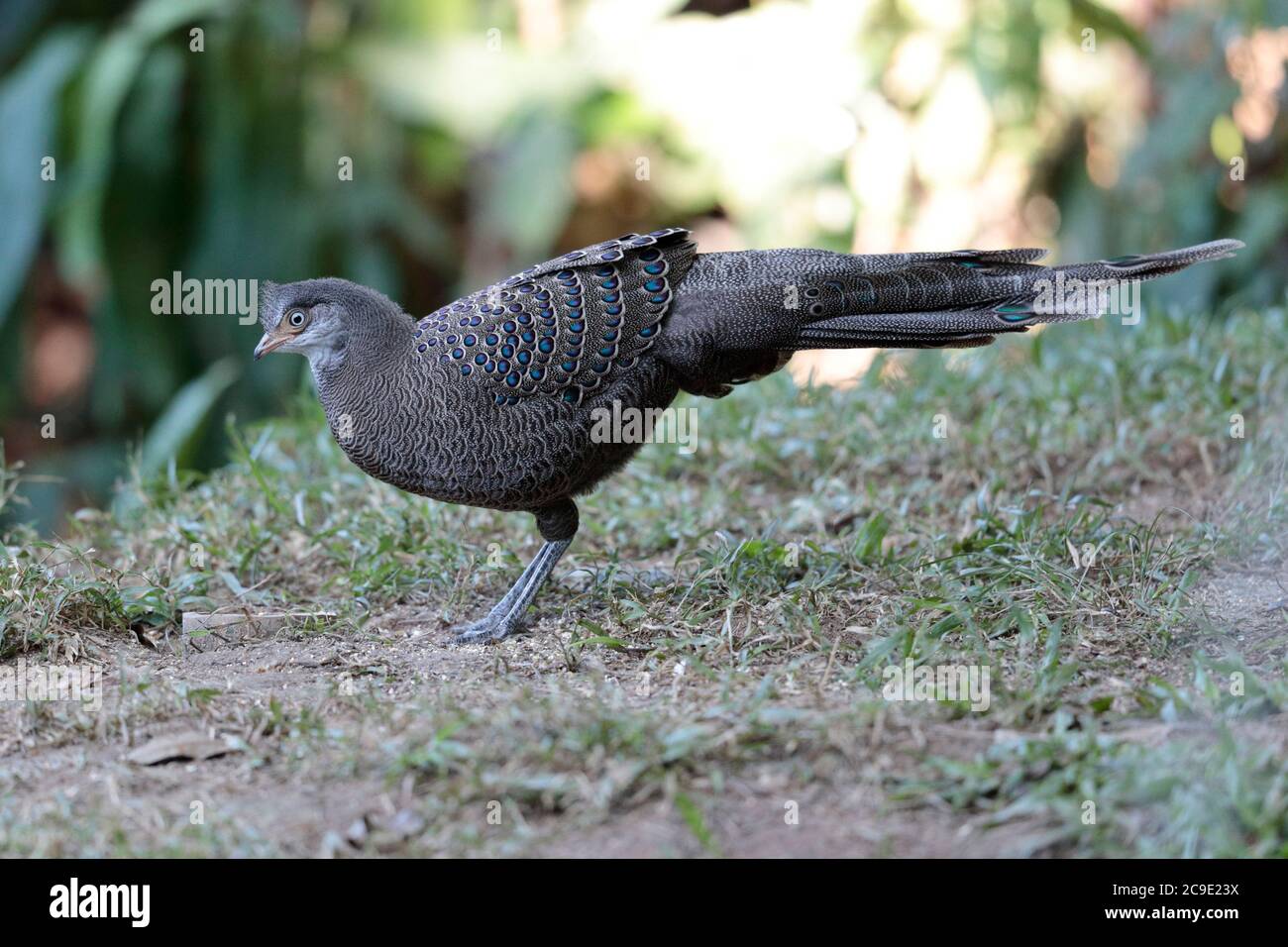 Grey Peacock-Pheasant (Polyplectron bicalcaratum), male, side view ...