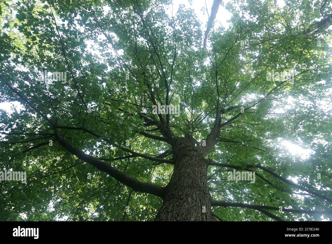 A vertical view of a high tree trunk. Background is the sunlight passes ...