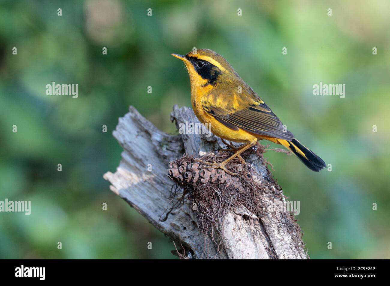 Golden Bush-Robin (Tarsiger chrysaeus), male, side view, wild, but ...