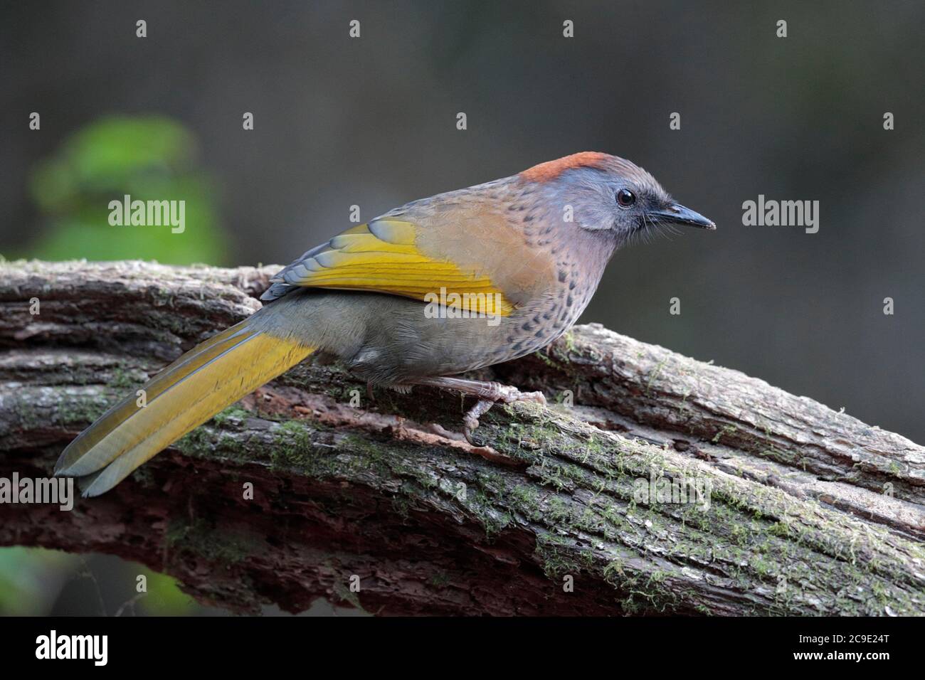 Assam Laughingthrush (Trochalopteron chrysopterum), side view, wild ...