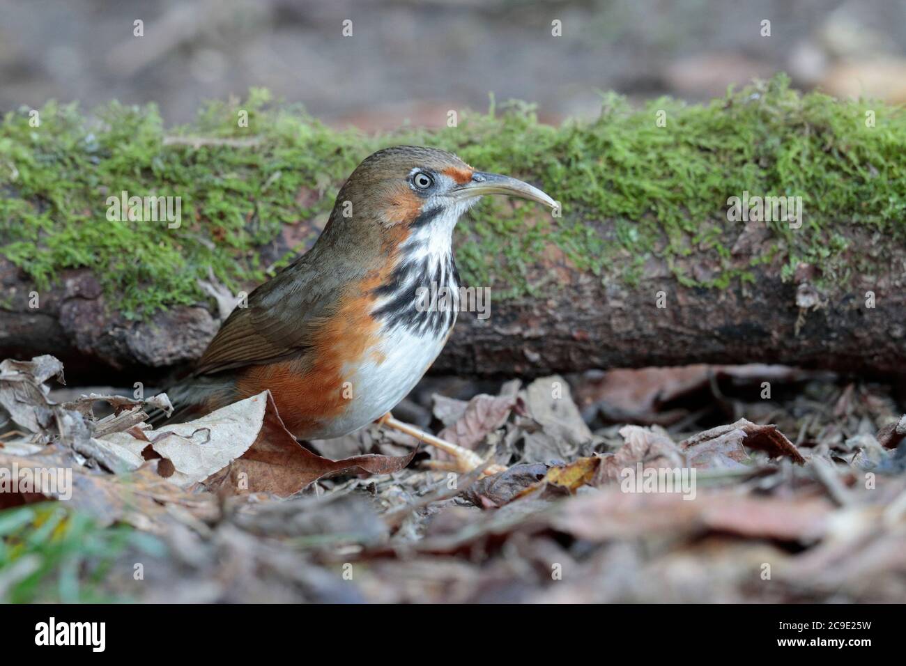Black-streaked Scimitar-Babbler (Pomatorhinus gravivox), side view ...