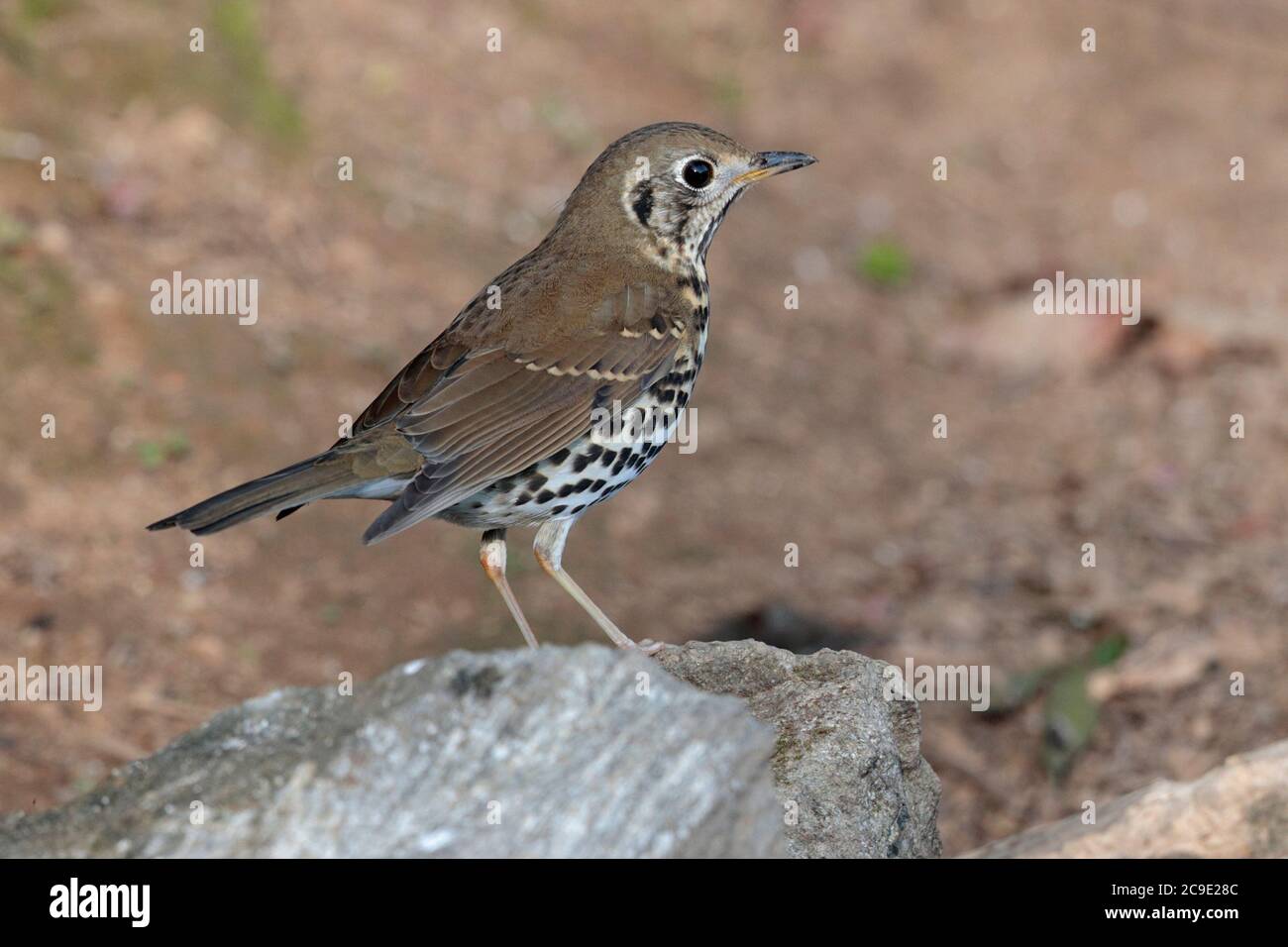 Asian Thrush High Resolution Stock Photography and Images - Alamy