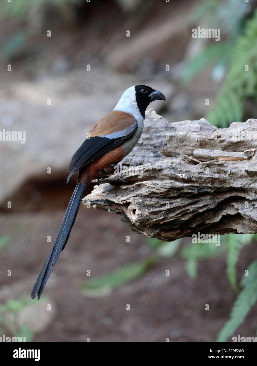 Border area vertical hi-res stock photography and images - Alamy