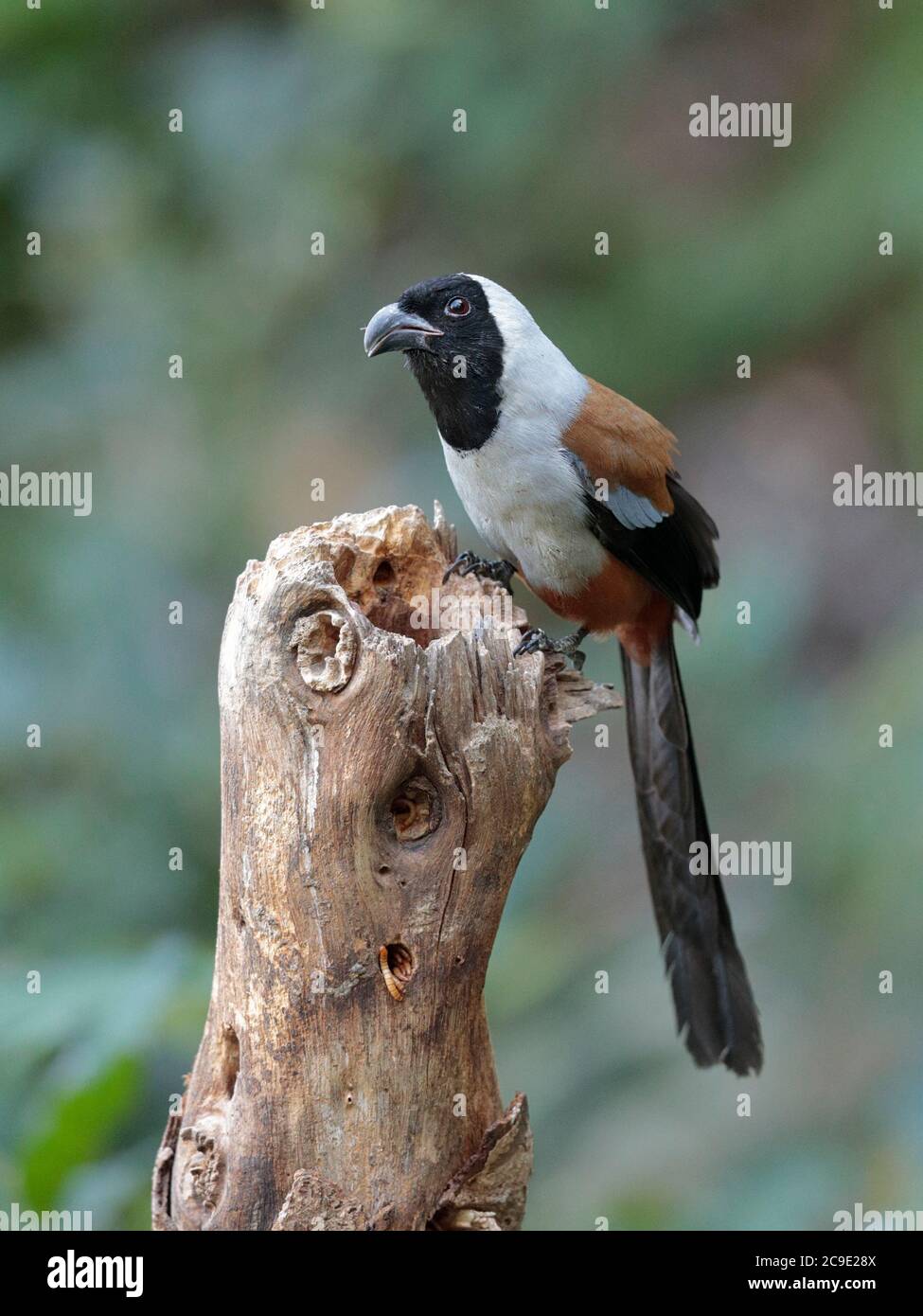 Collared treepie hi-res stock photography and images - Alamy