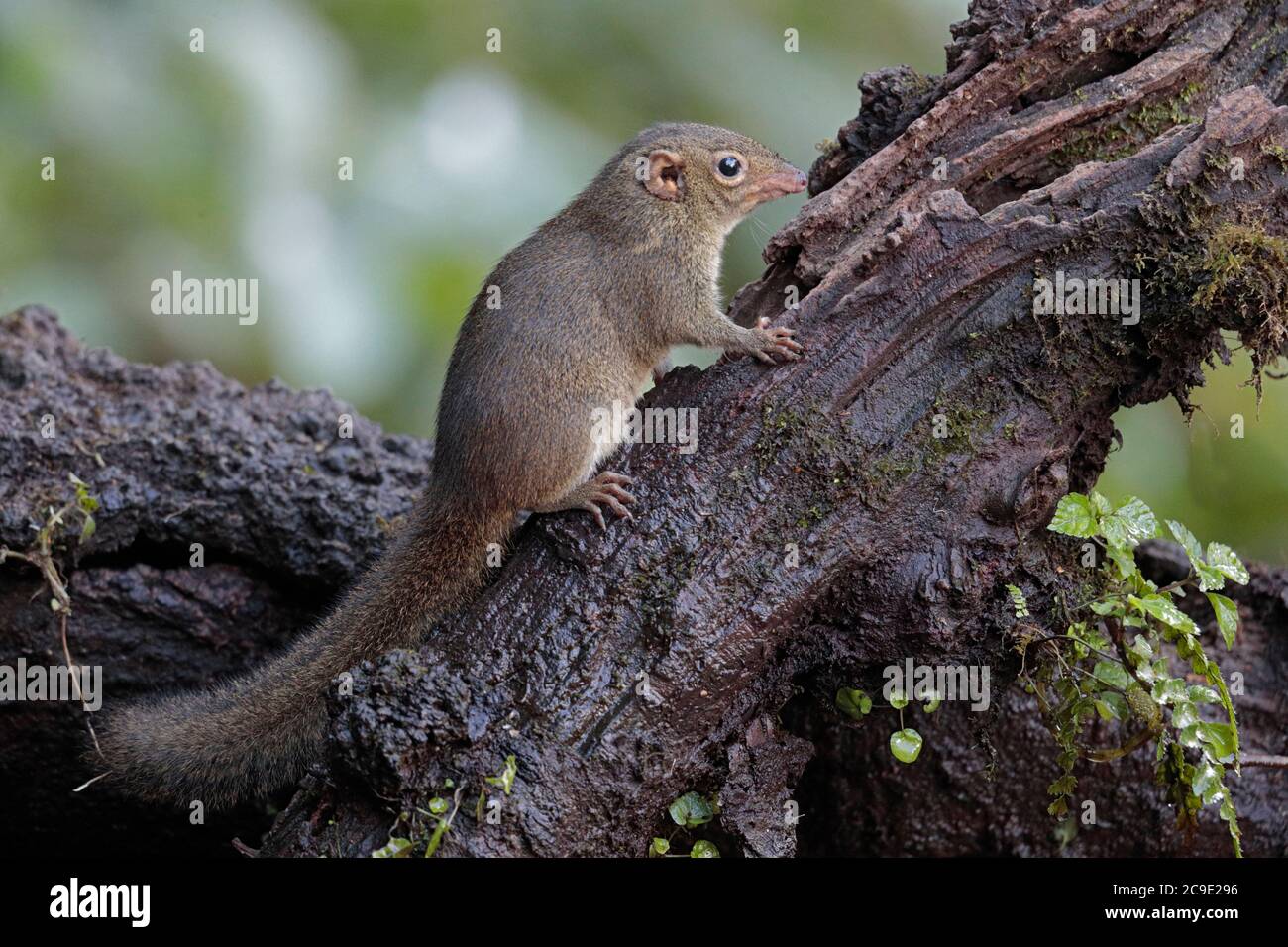 Tupaia hi-res stock photography and images - Alamy