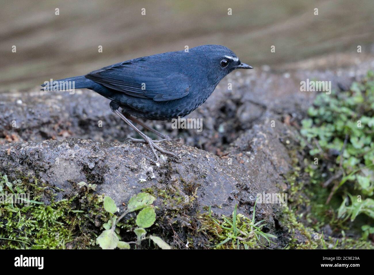Chinese shortwing hi-res stock photography and images - Alamy