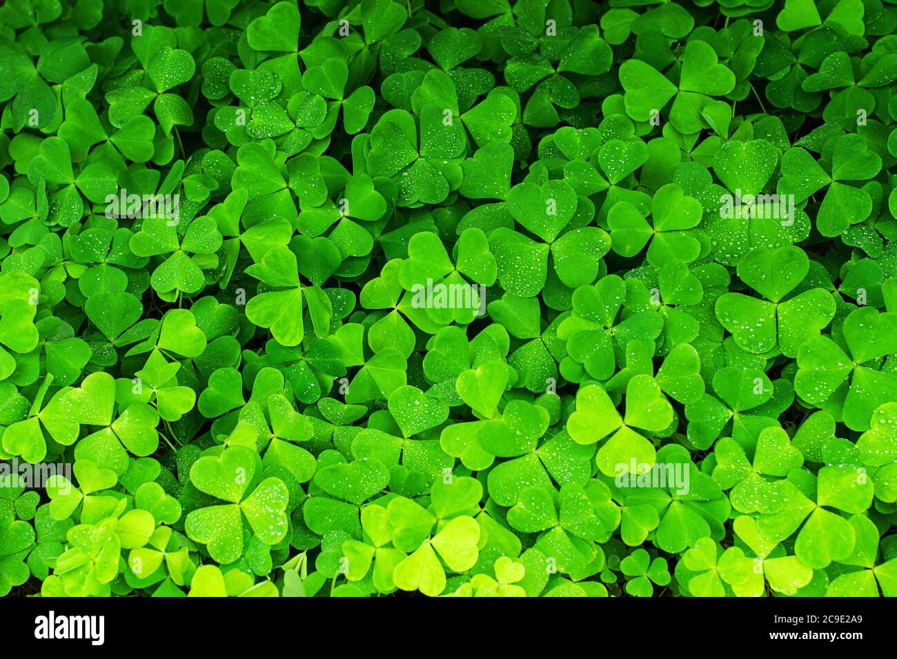 clover background, bright green botanical texture Stock Photo - Alamy