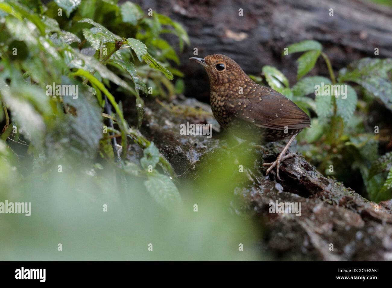 Pygmy Wren-Babbler (Pnoepyga pusilla), wild, but attracted to water ...