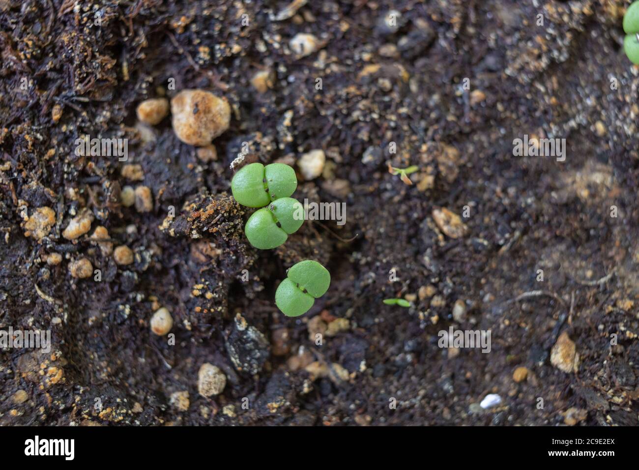 Basil seedlings with small cotyledons germinating from soil. Top View ...
