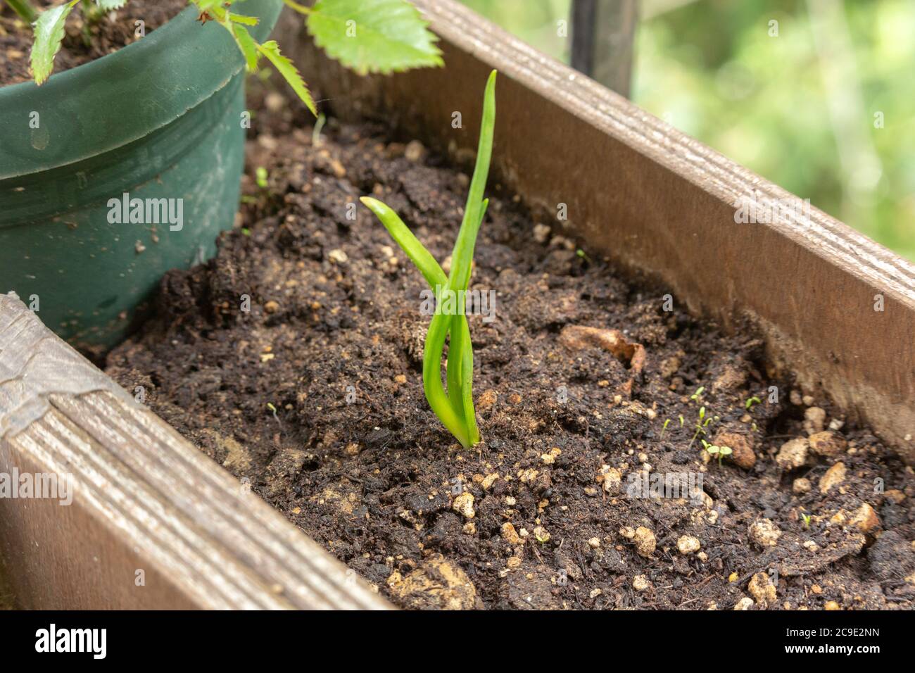 Garlic seedlings with small starting leaves sprouting from soil. Front ...