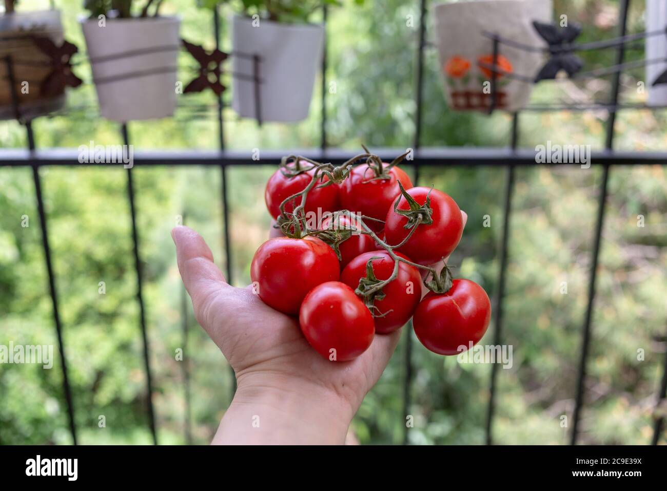 Man hand holding group of red truss tomatoes. trees and foliage in the ...