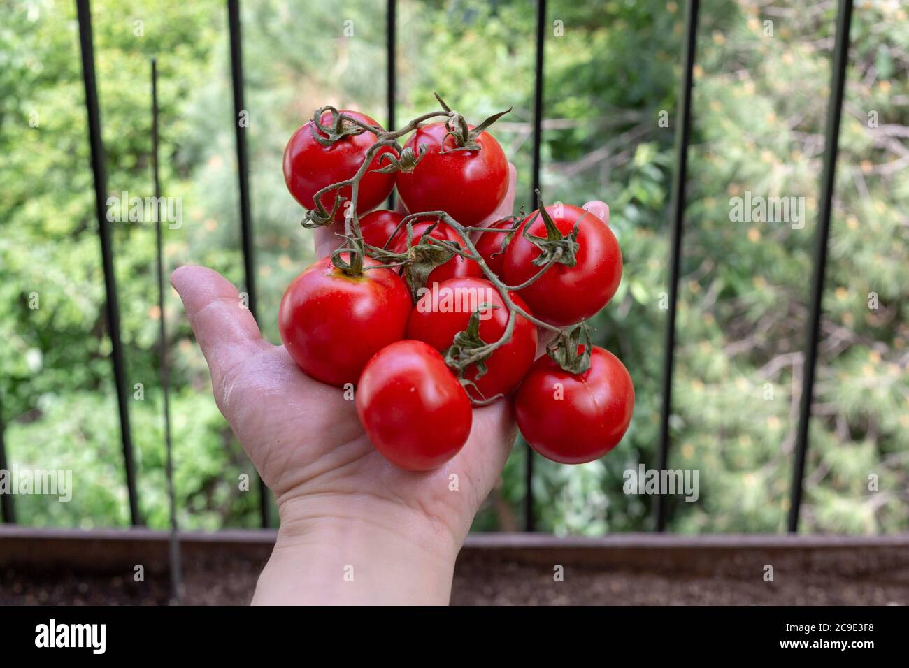 Man hand holding group of red truss tomatoes. trees and foliage in the ...